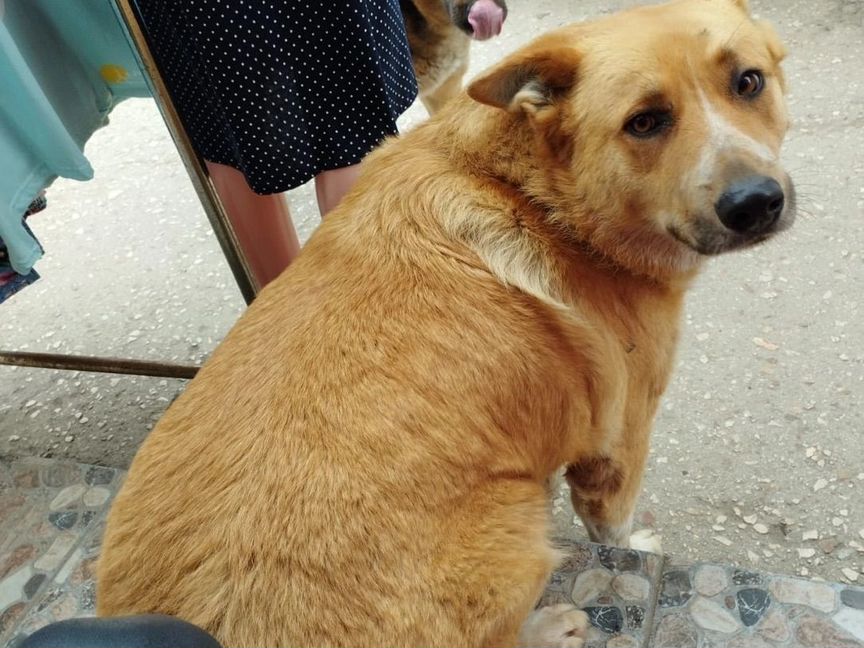 Собака в добрые руки отдам бесплатно