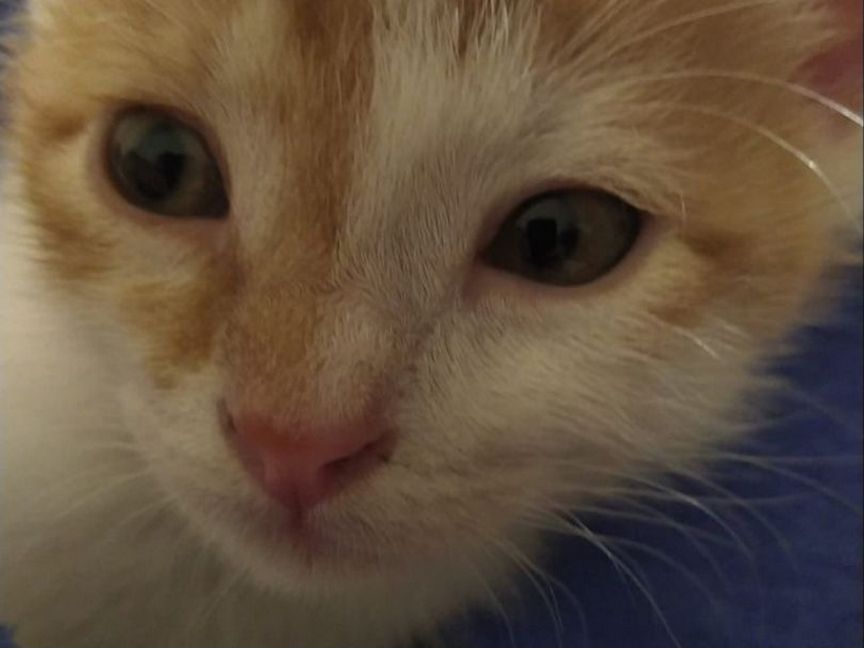 Котенок мальчик в дар