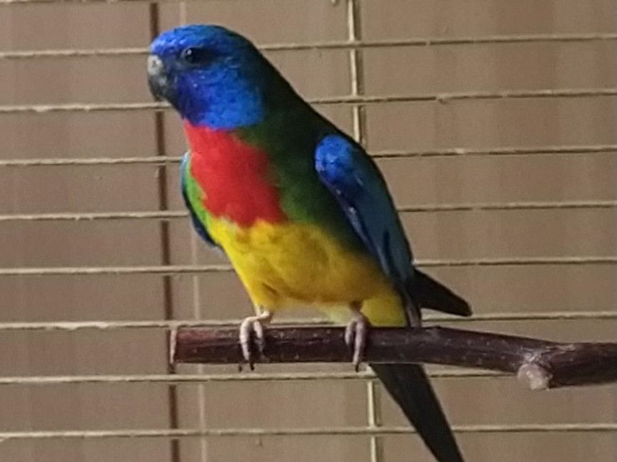 Глянцевый попугайчики