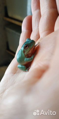 Экзотические животные