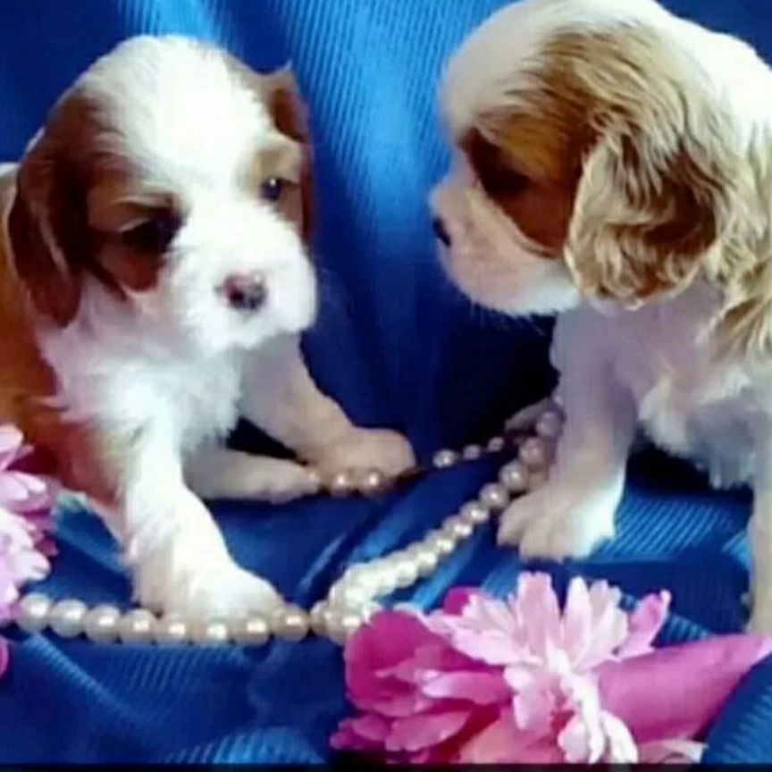 Кавалер кинг-чарльз-спаниель, щенок