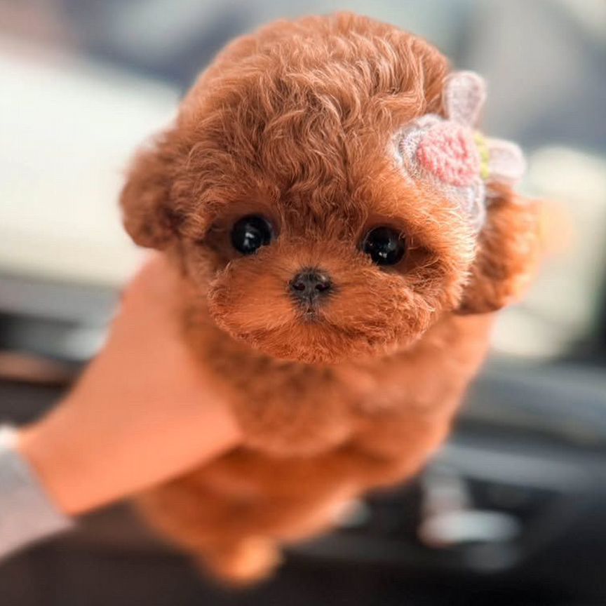 Той-пудель, щенок