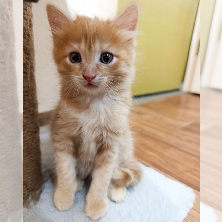 Котёнок в добрые руки