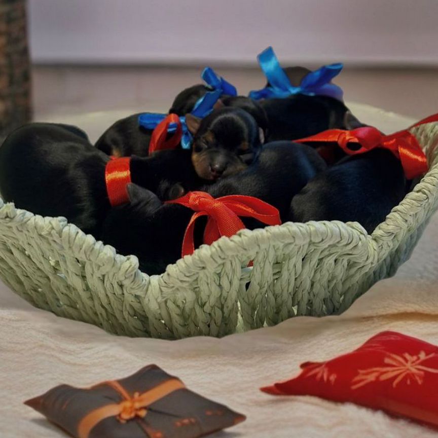 Йоркширский терьер, щенок