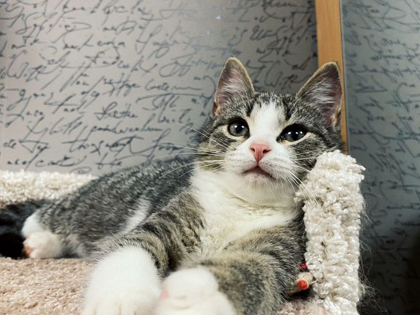 Милый котенок Тучка ищет дом