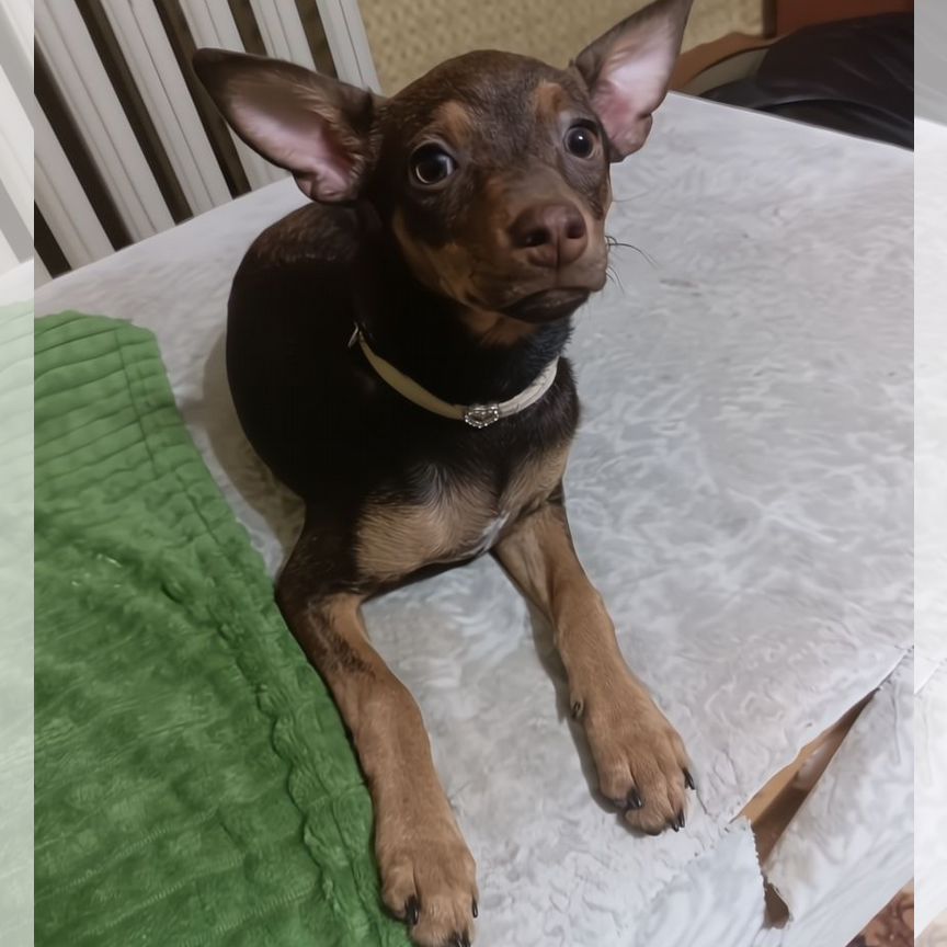 Русский той-терьер, щенок