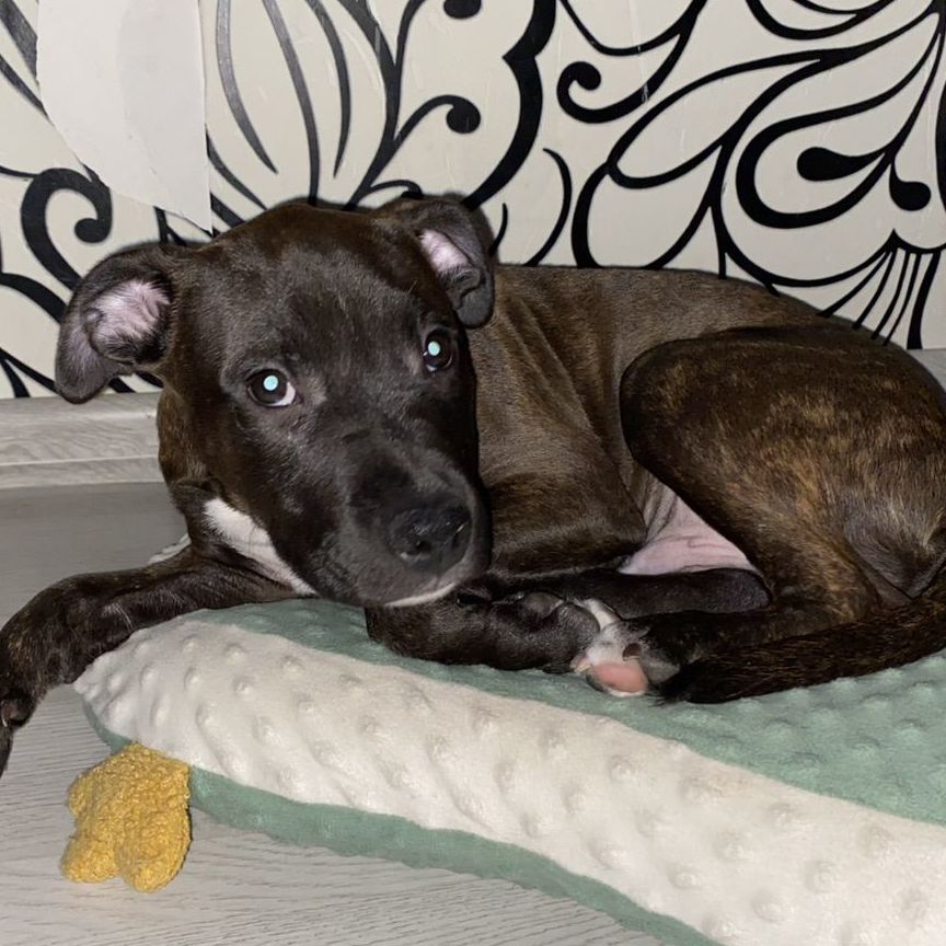 Американский стаффордширский терьер, щенок