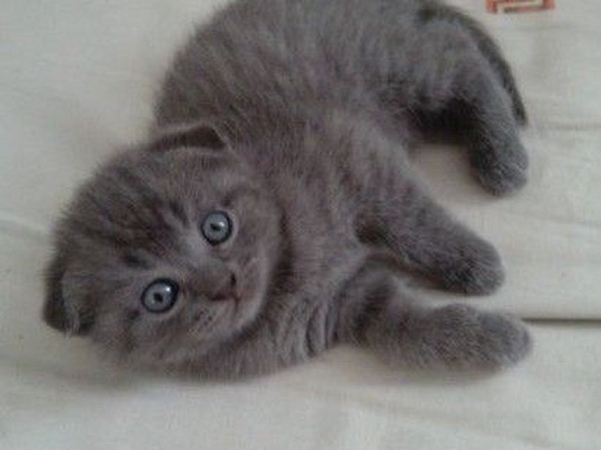 Шотландская вислоухая красотка