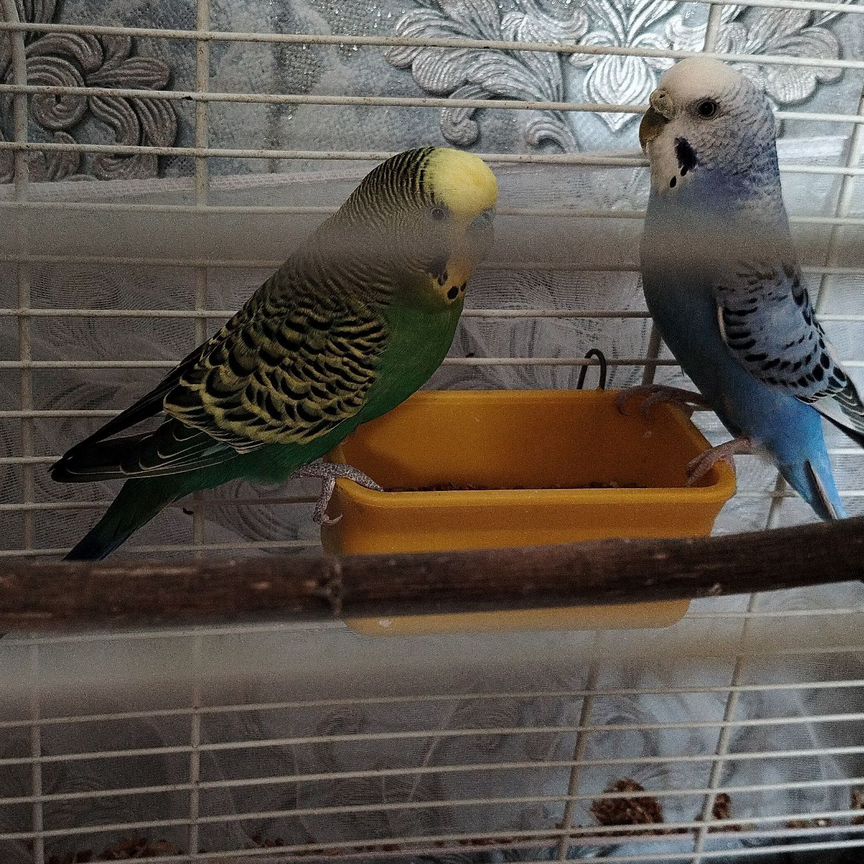 Попугай девочка и мальчик