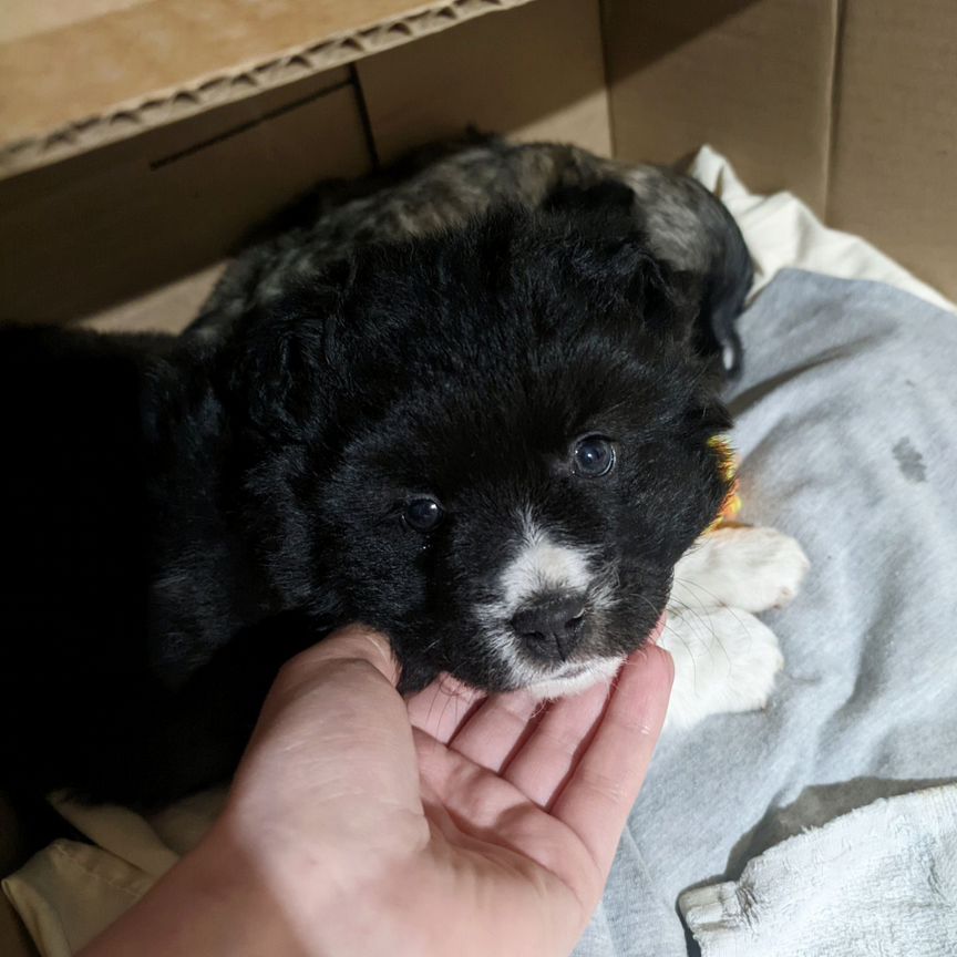 Щенки маленькой собачки