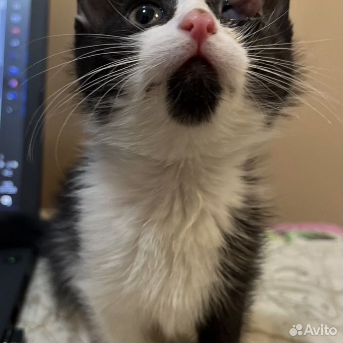 Маленькая Богема хочет домой