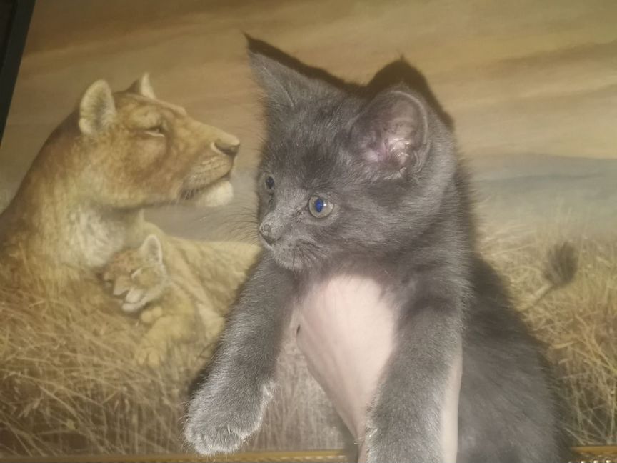 Котята Мейн-кун