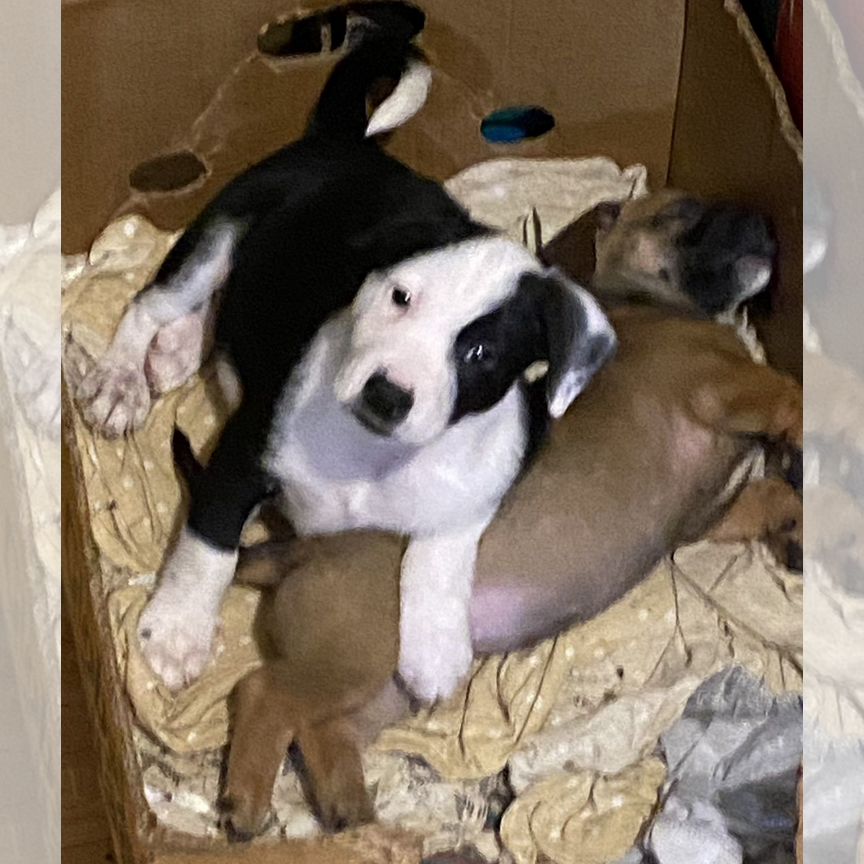 Щенки аргентинского дога