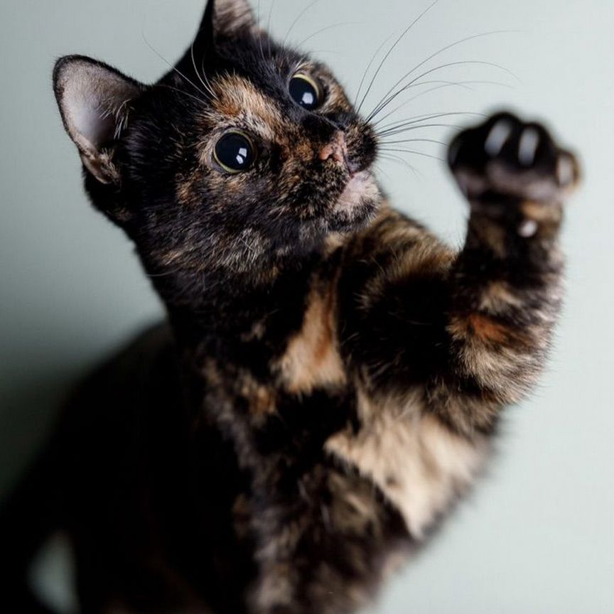 Трехцветная кошечка в добрые руки