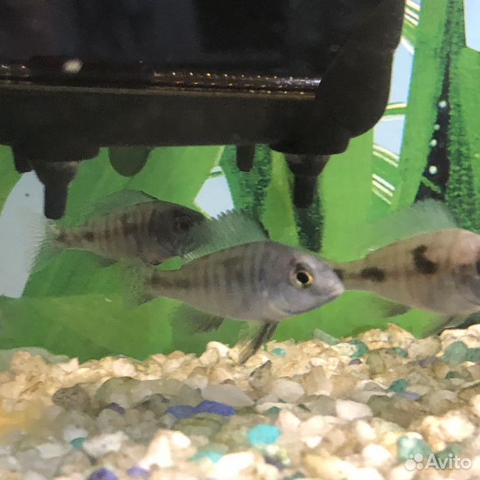 Подростки голубых дельфинов