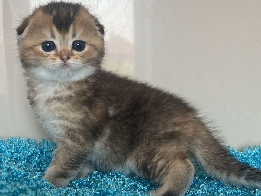 Шотландский золотой котенок