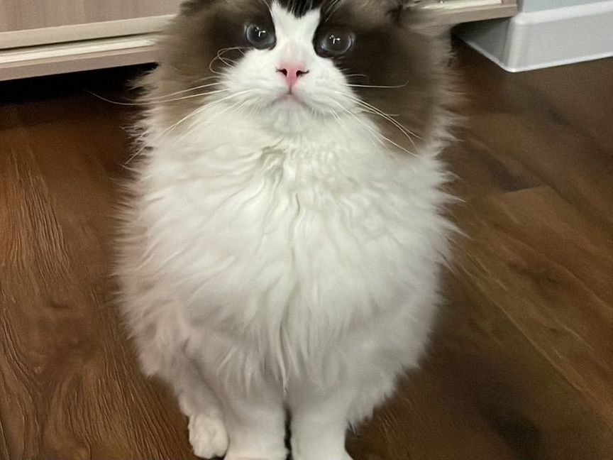 Кот-рэгдолл