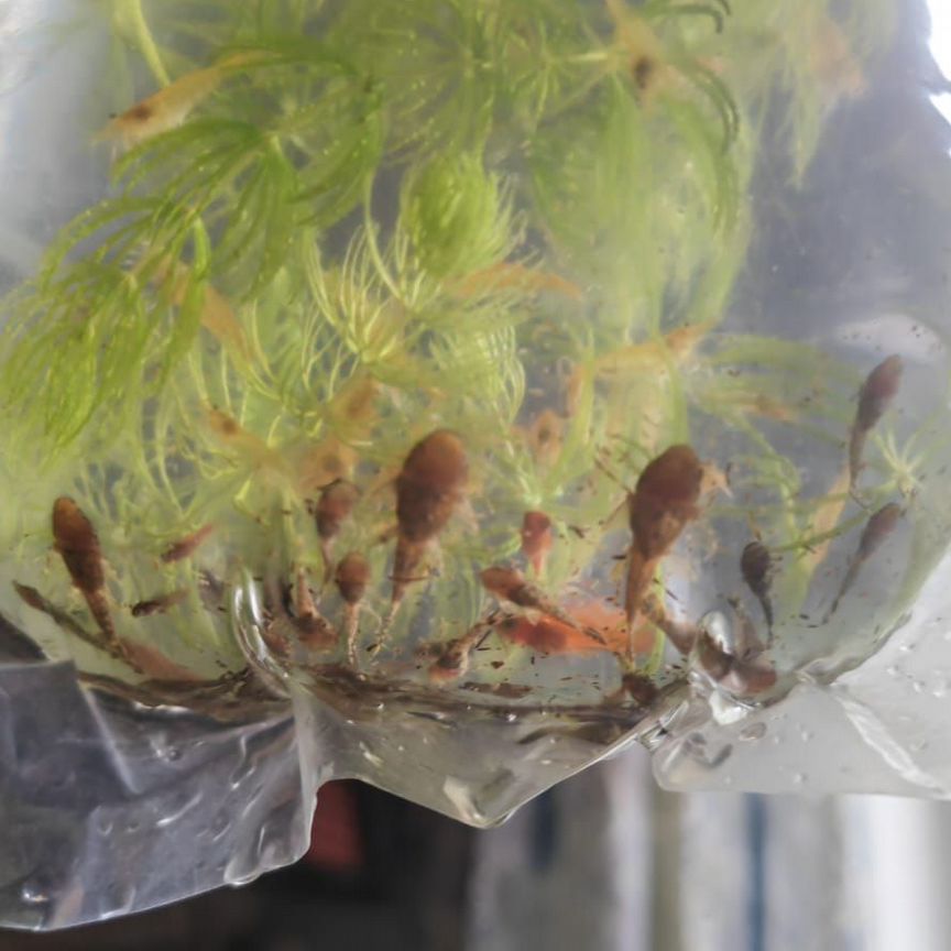 Мальки Анциструса (крест l144 и LDA016)