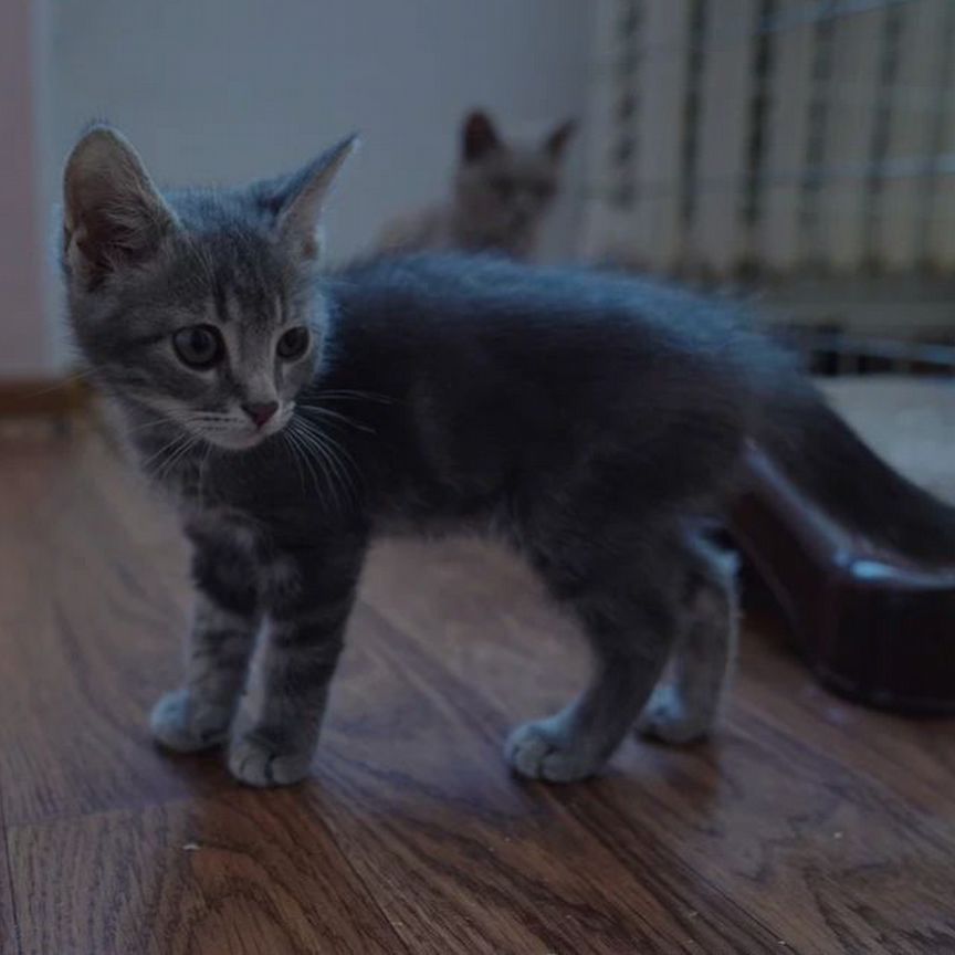 Котенохк. Мальчик. Ищет дом