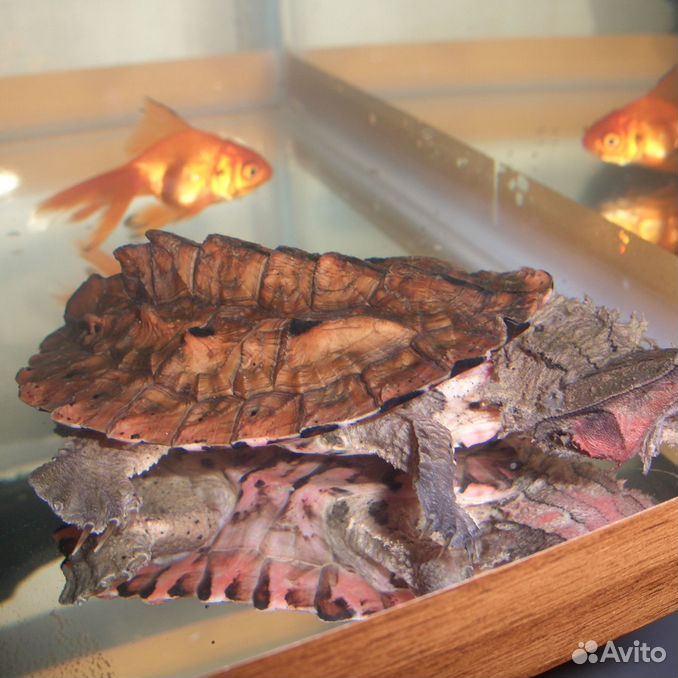 Черепаха Бахромчатая