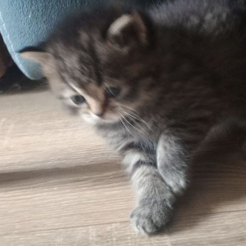 Шотландские вислоухие котята