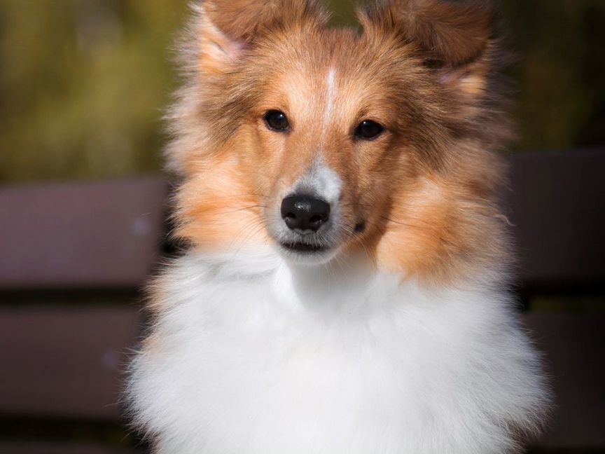 Соболиный мальчик шелти