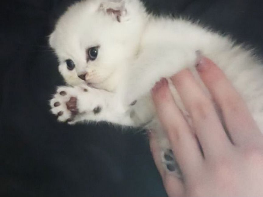 Шотландские вислоухие котята