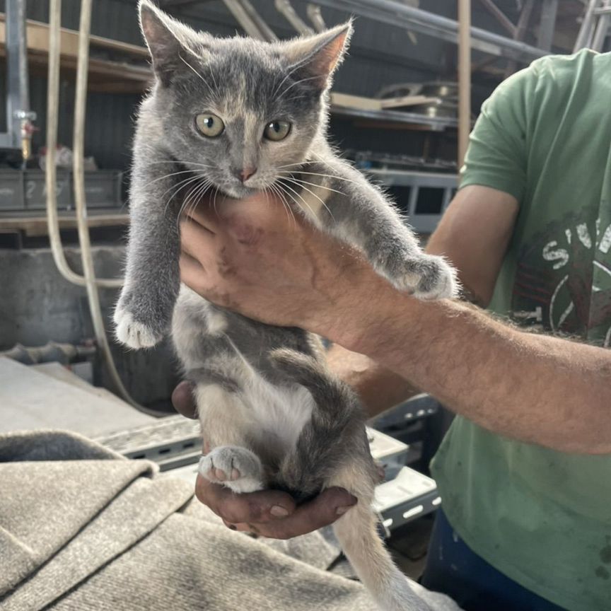 Котята в добрые руки даром бесплатно