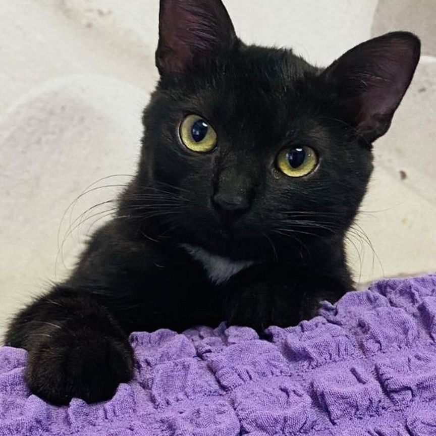 Кошка в дар бесплатно