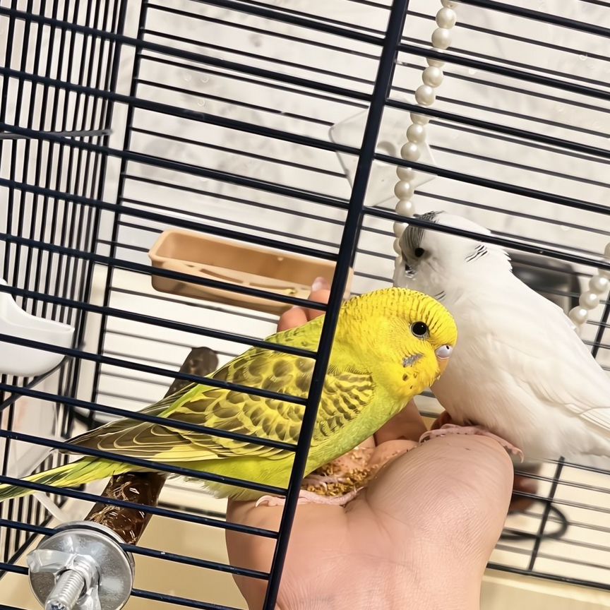 Молодая самка волнистого попугая