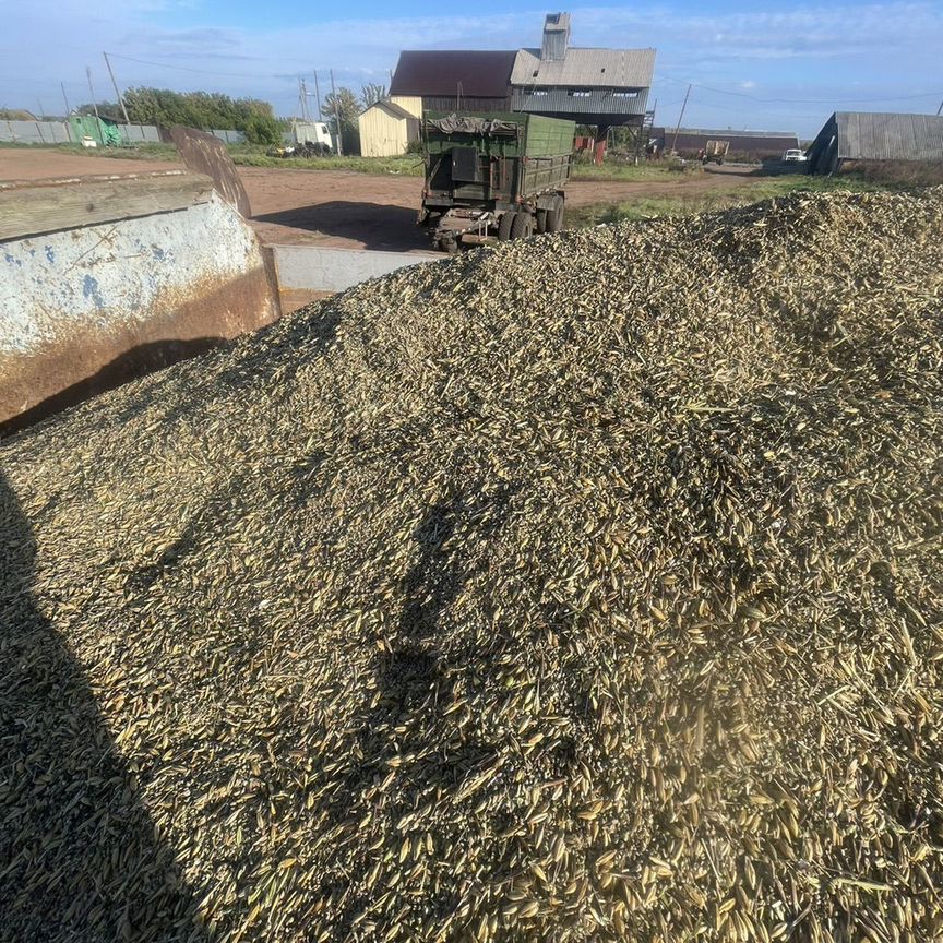 Отходы ячменные