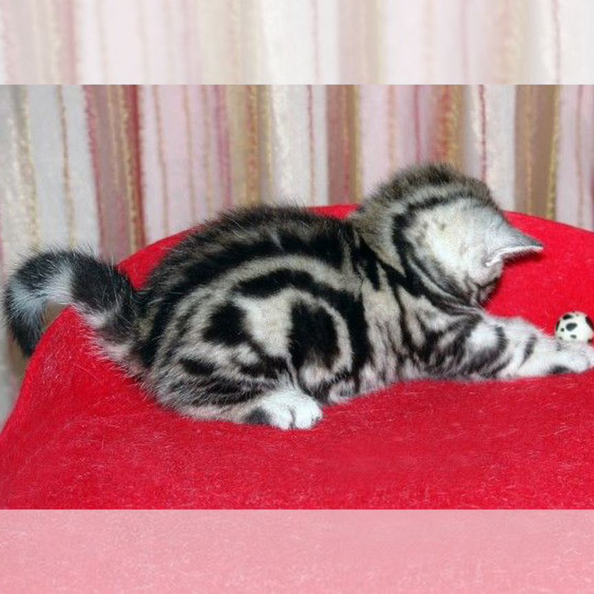 Британский короткошёрстный котёнок