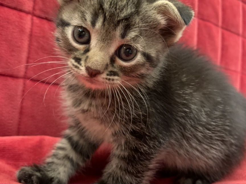 Котенок вислоухий 1 мес