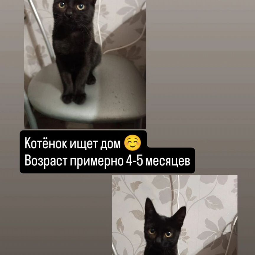 Отдам в добрые руки