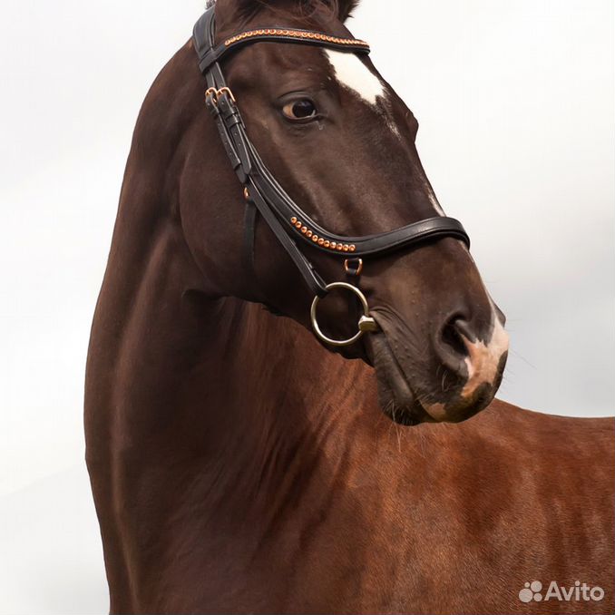 Продается конь Ахалтекинец