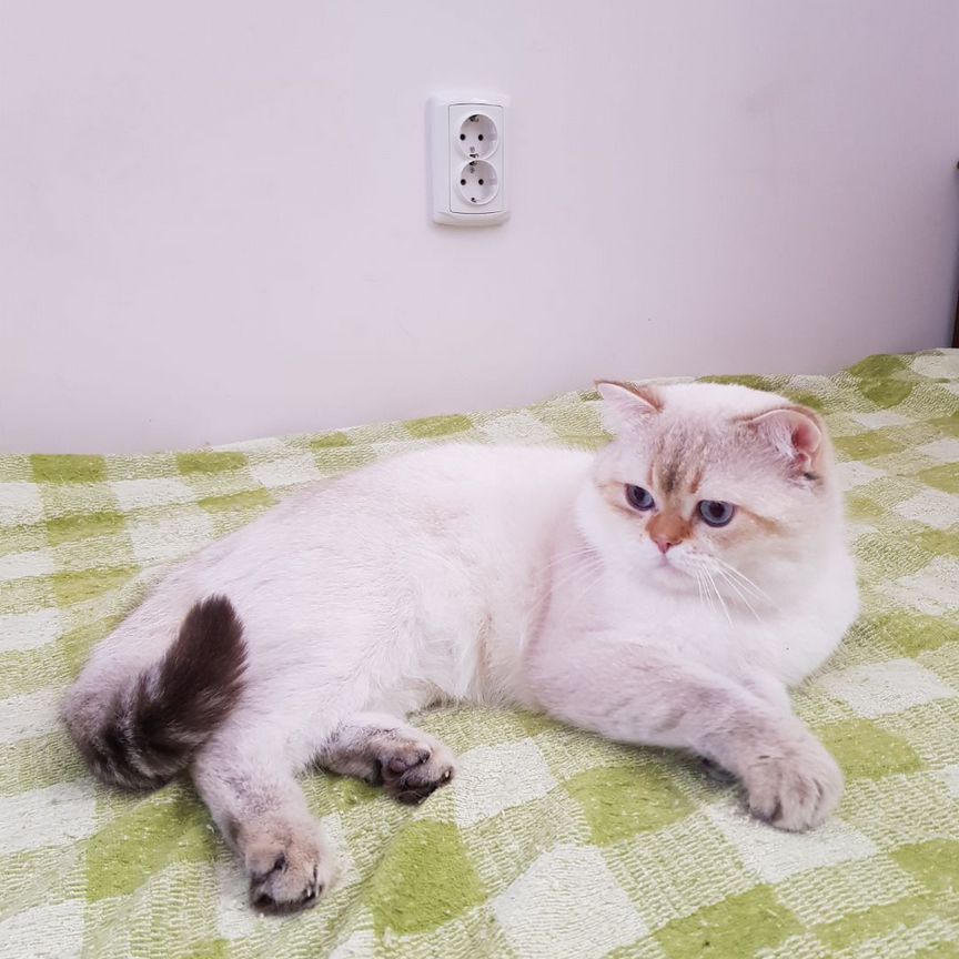 Шотландский страйт