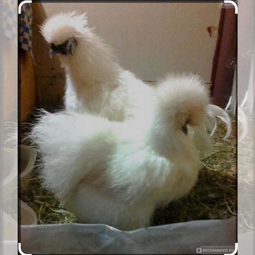 Продам петуха и курочку породы китайская