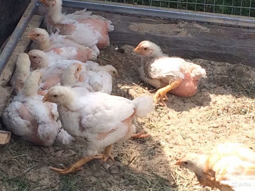 Бройлер подрощенный росс 308