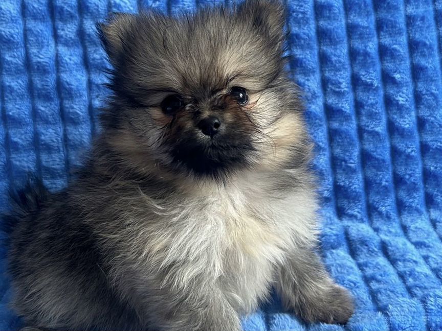 Щенки шпица