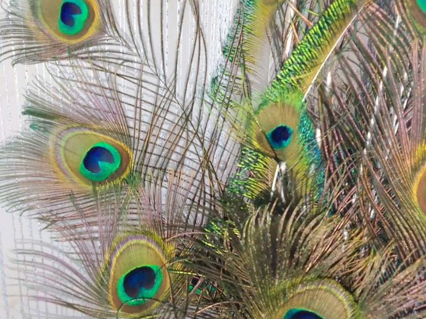 Перо павлина