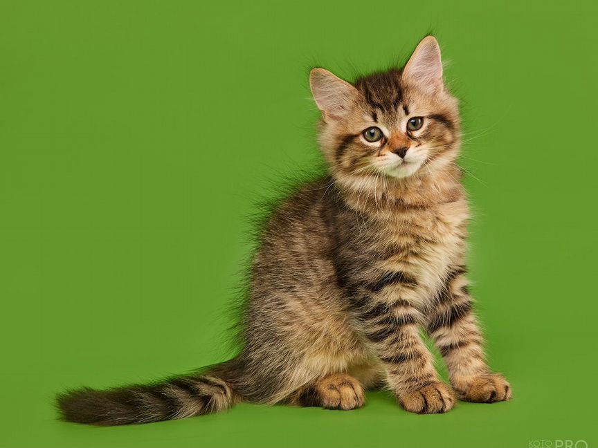 Сибирские котята