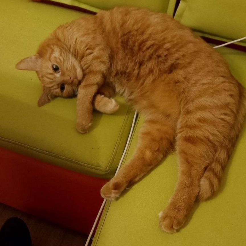 Взрослый кот в добрые руки