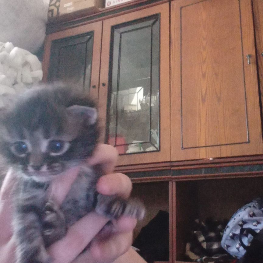 Котенок 3 недели породистые помесь