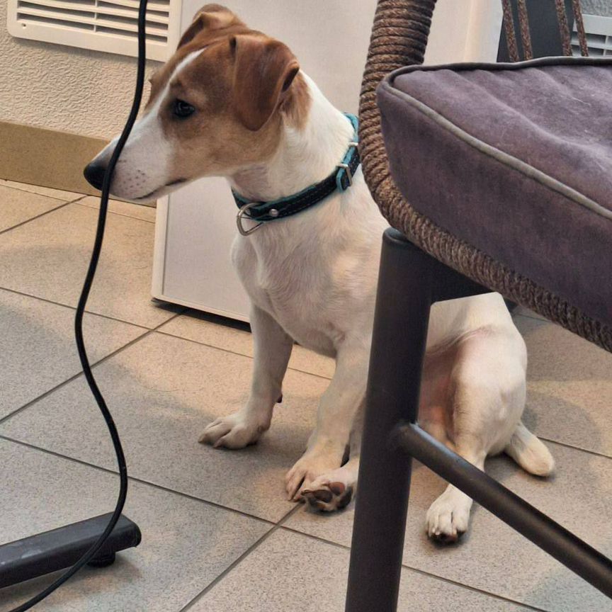 Джек рассел терьер в добрые руки