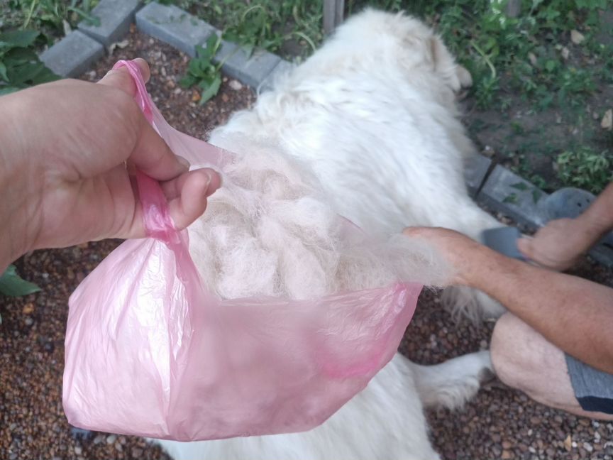 Продам собачью шерсть