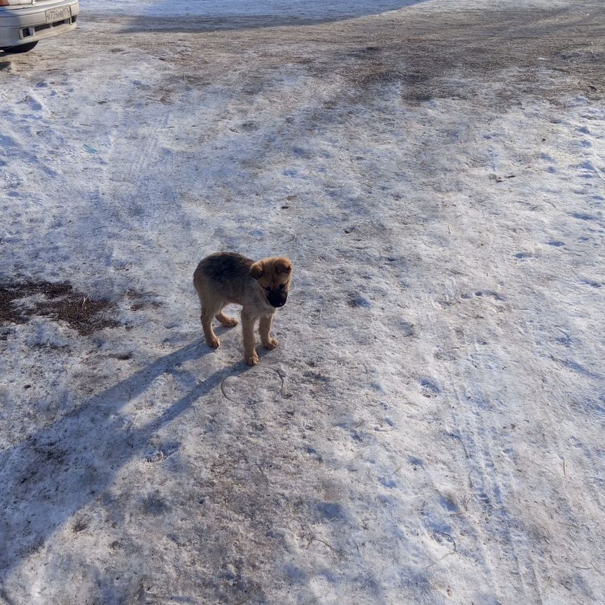 Щенки