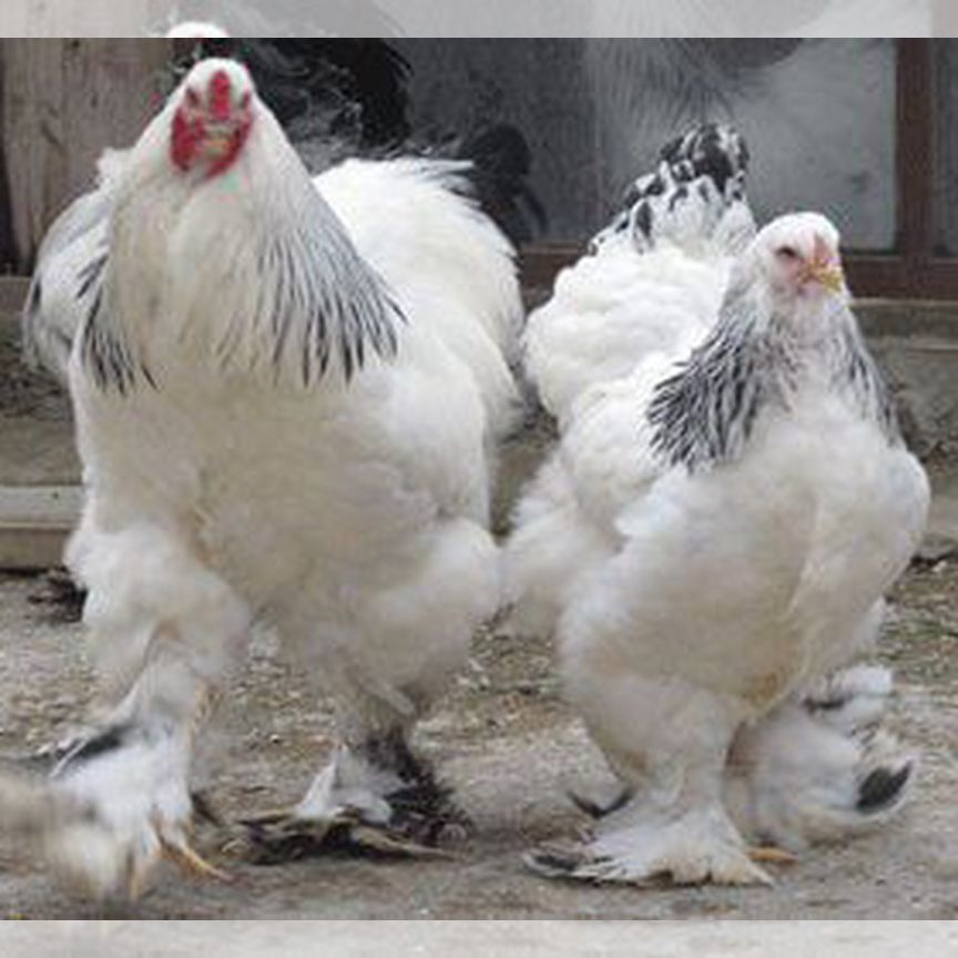 Инкубационное яйцо колумбийская брама