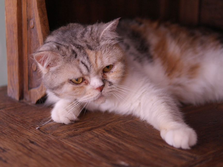 Шикарная британка Адель ищет дом