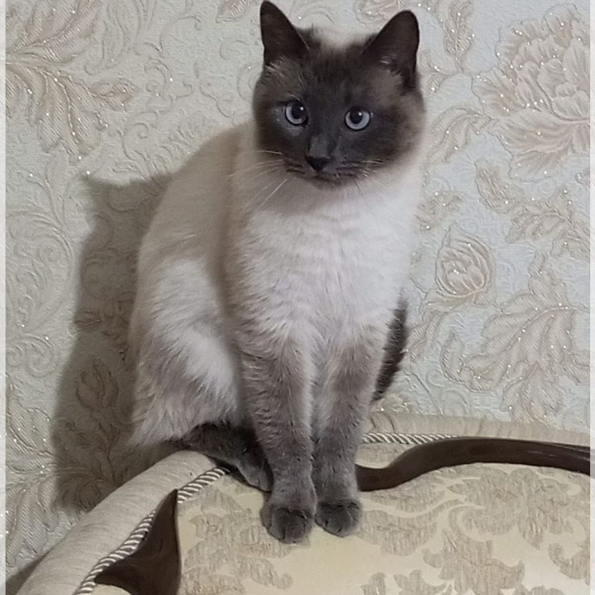 Сиамская кошка в добрые руки