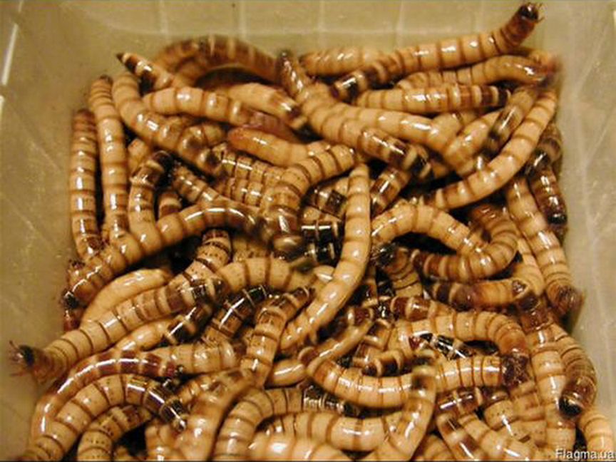 Зофобас, мучник (живые)